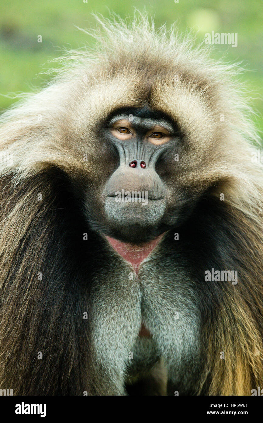 A Gelada monkey at Wild Place, Bristol Stock Photo - Alamy