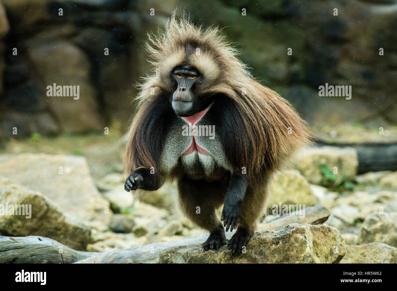 A Gelada monkey's fur is blown around as windy and wet weather keep ...
