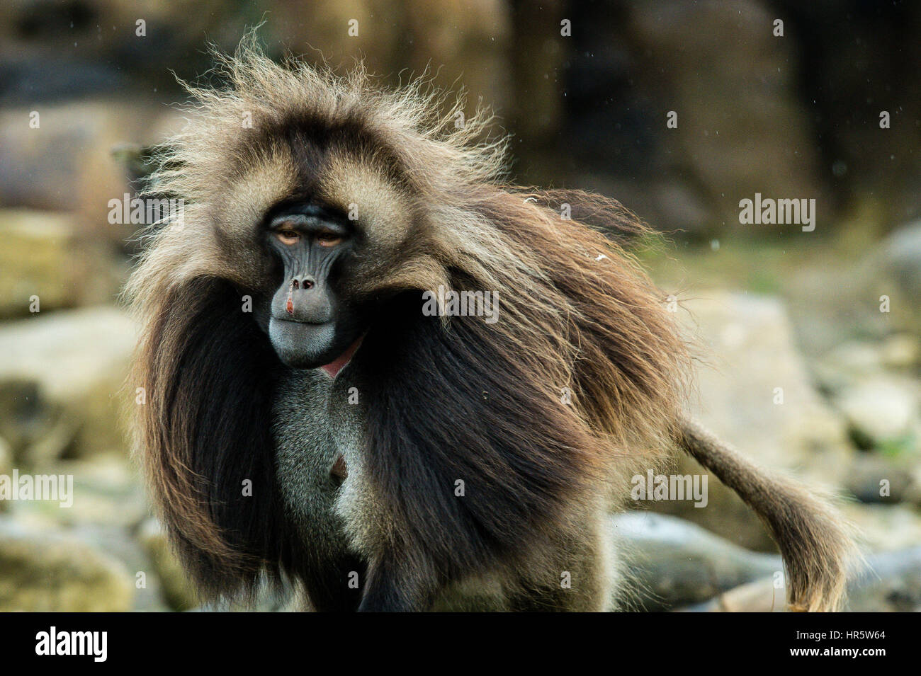 Wet monkeys hi-res stock photography and images - Alamy