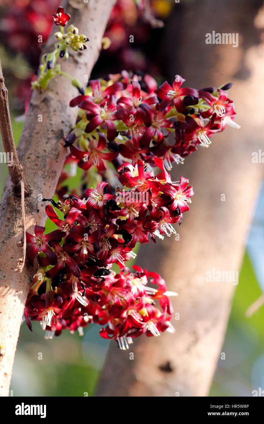 Bilimbi Pickle High Resolution Stock Photography and Images - Alamy