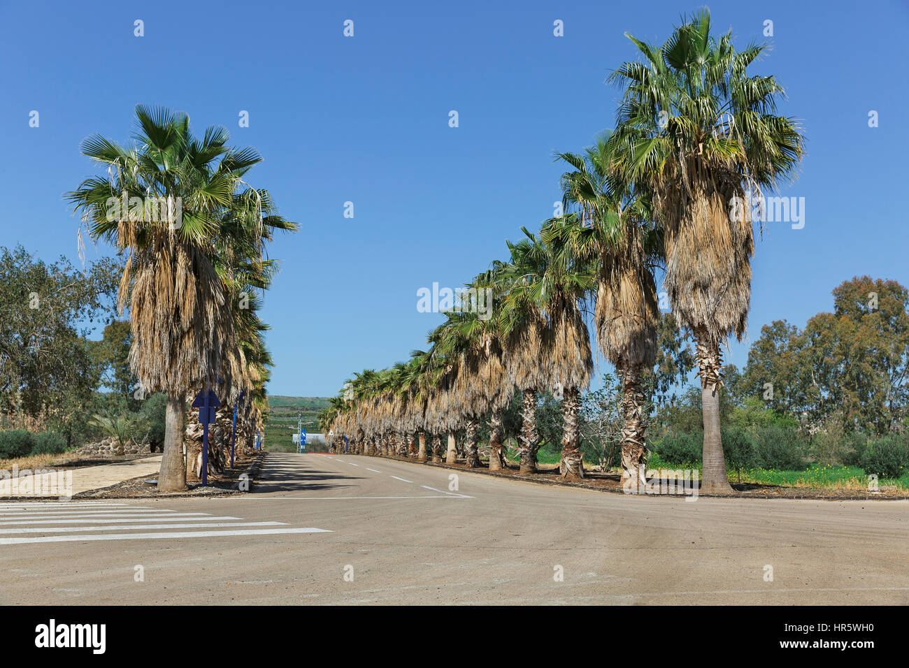 Palm trees in park in israel hi-res stock photography and images - Alamy