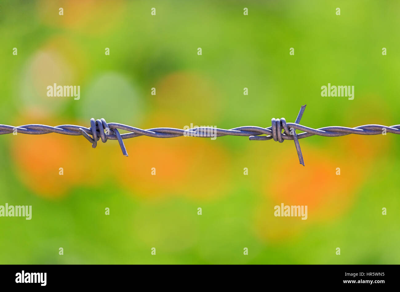 Barbed wire on an abstract background close-up Stock Photo - Alamy