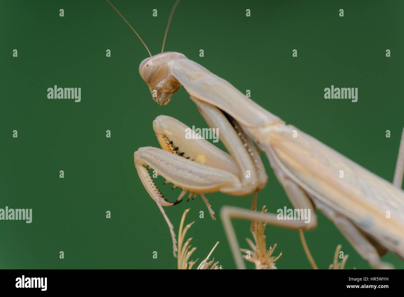 Praying Mantis (Mantis religiosa Stock Photo - Alamy