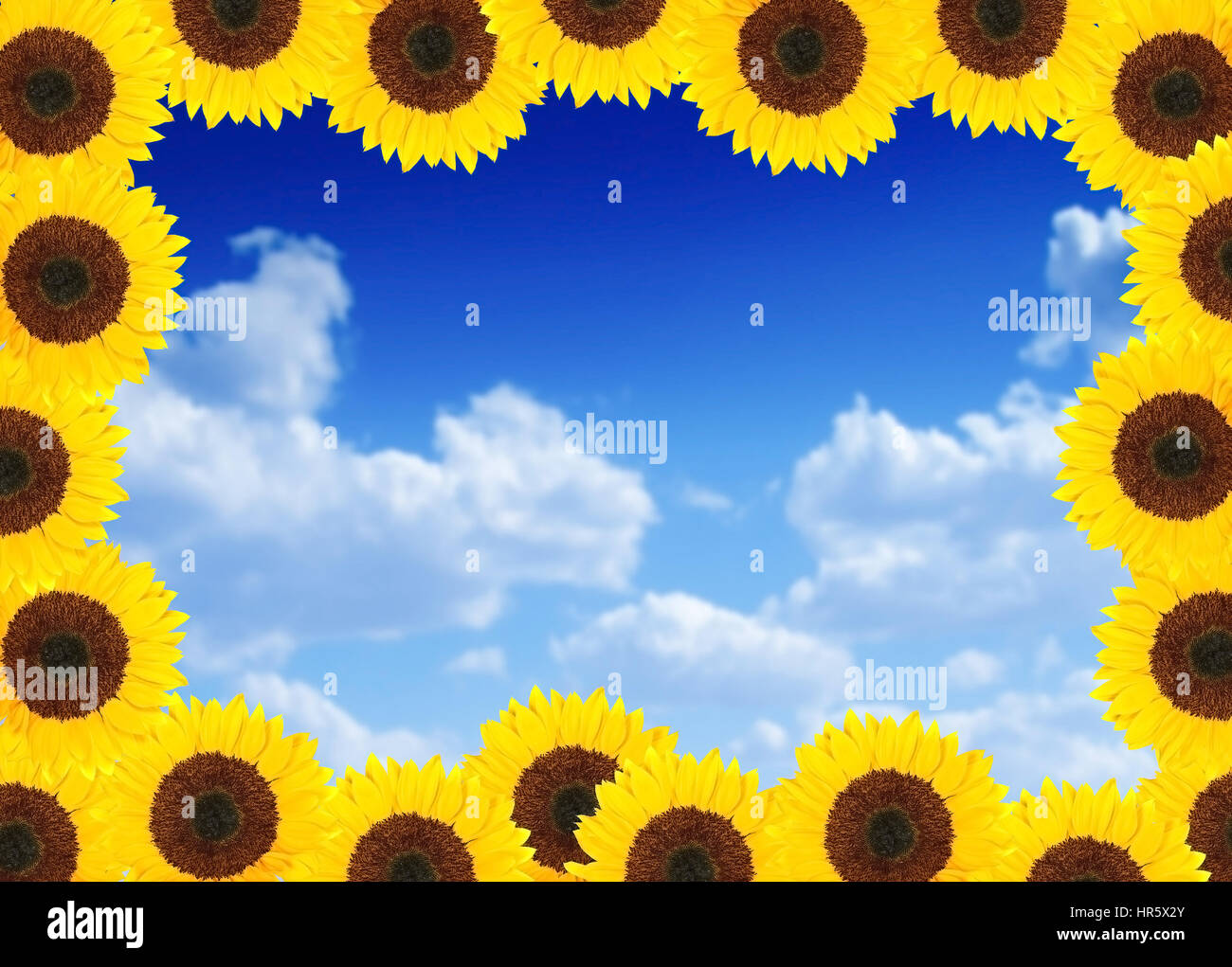 Beautiful sunflower frame with the sky in the background Stock Photo ...