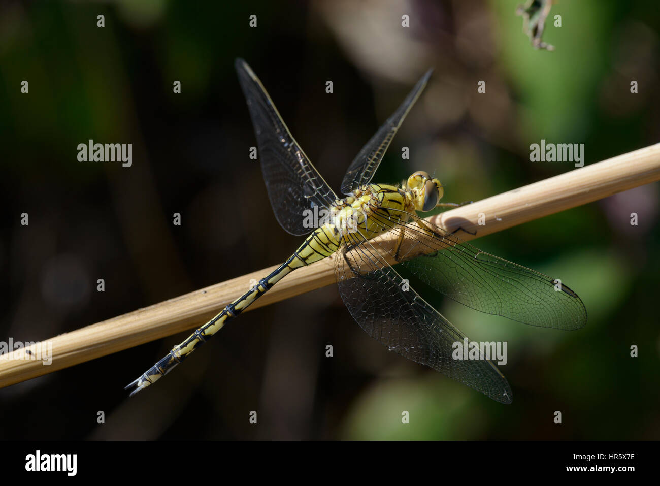 Long Skimmer (Orthetrum trinacria Stock Photo - Alamy
