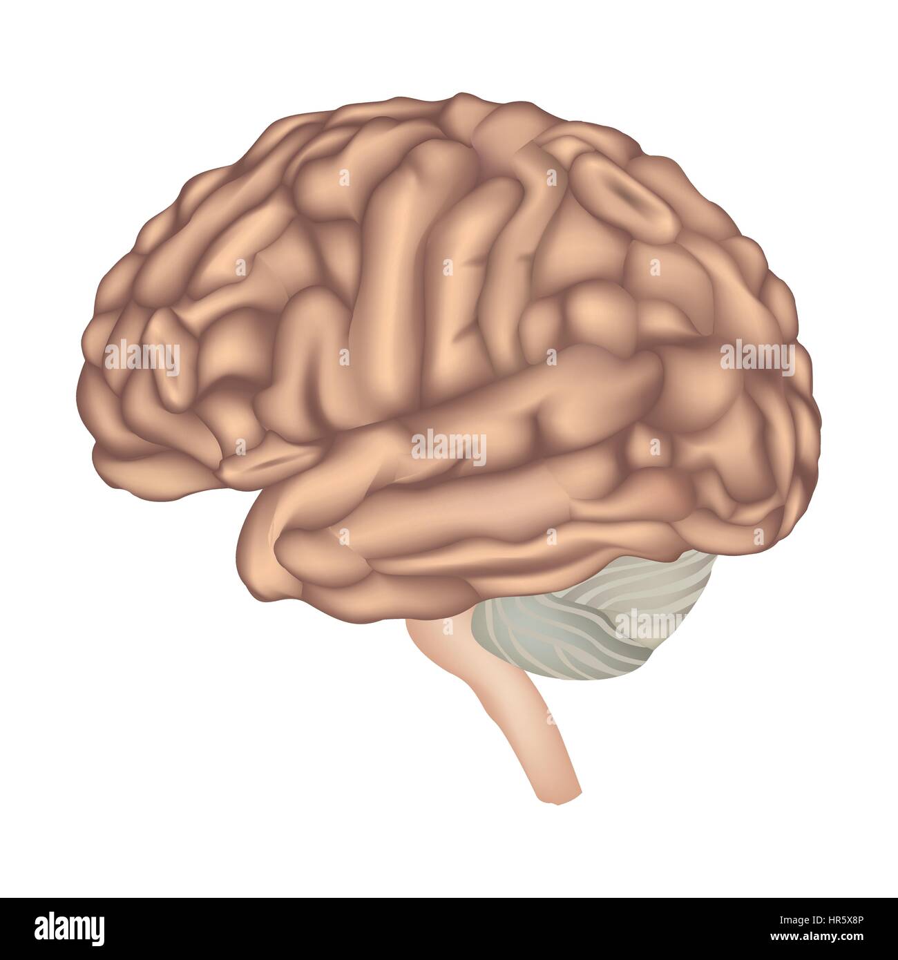 Brain anatomy. Human brain lateral view. Illustration isolated on white ...