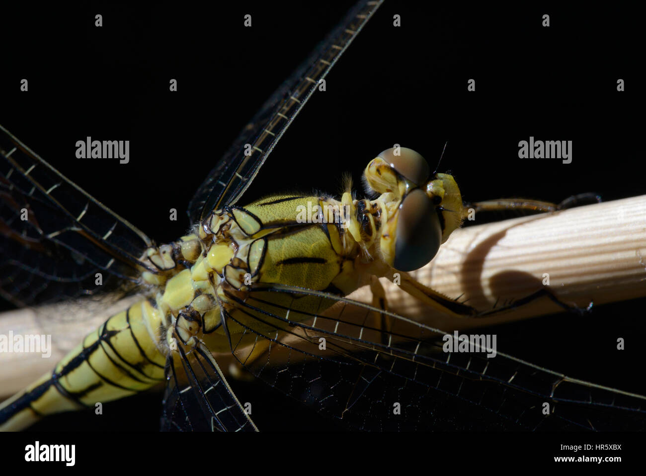 Long Skimmer (Orthetrum trinacria Stock Photo - Alamy
