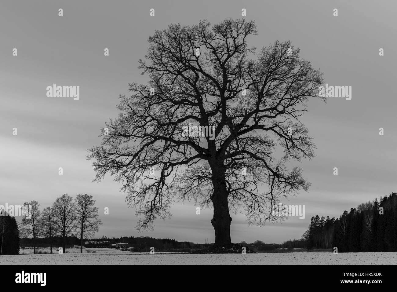One big oak tree. Nature and landscape in Sweden Scandinavia Europe ...