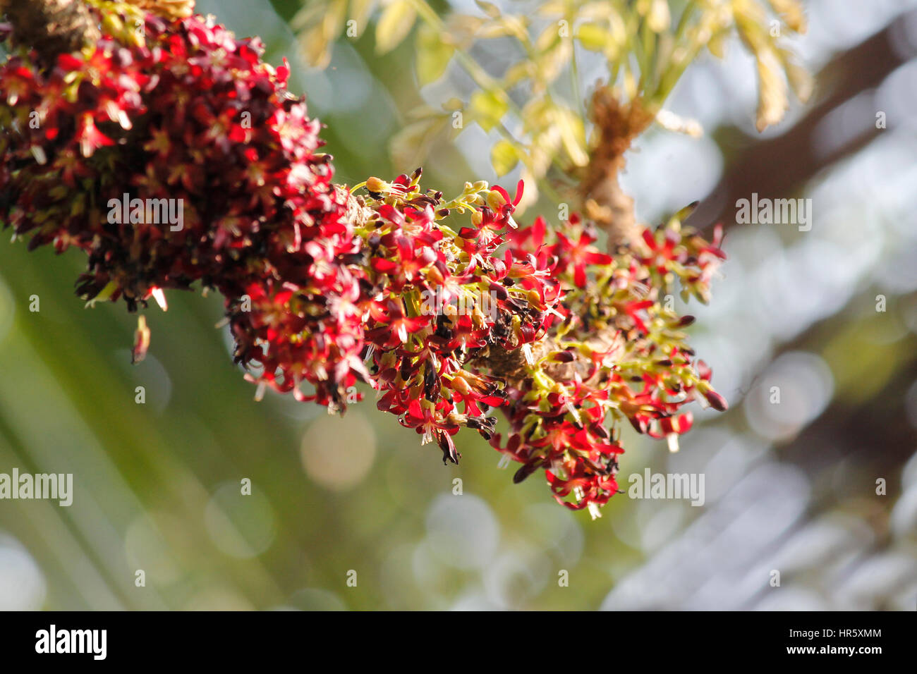 Bilimbi pickle hi-res stock photography and images - Alamy