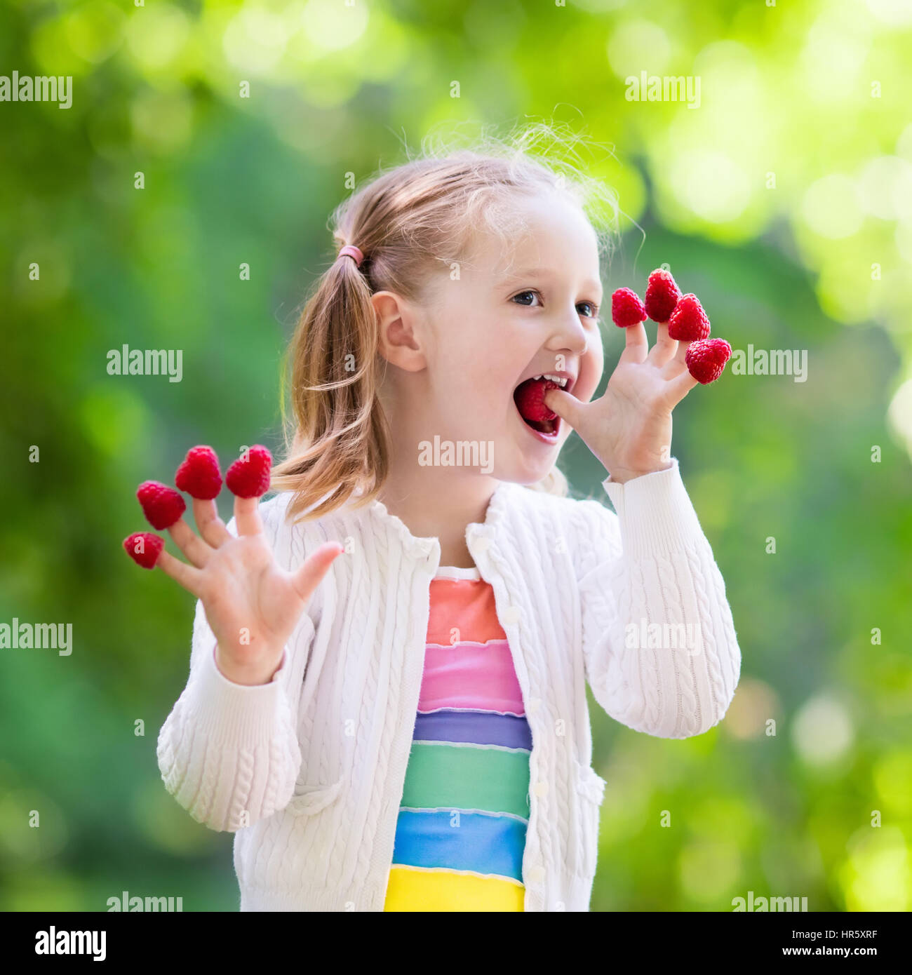 Child picking raspberry. Kids pick fresh fruit on organic raspberries ...