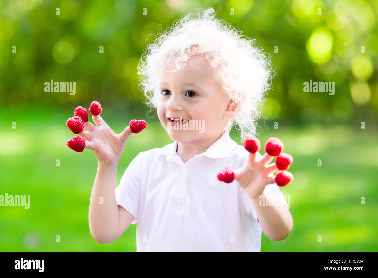Child picking raspberry. Kids pick fresh fruit on organic raspberries ...