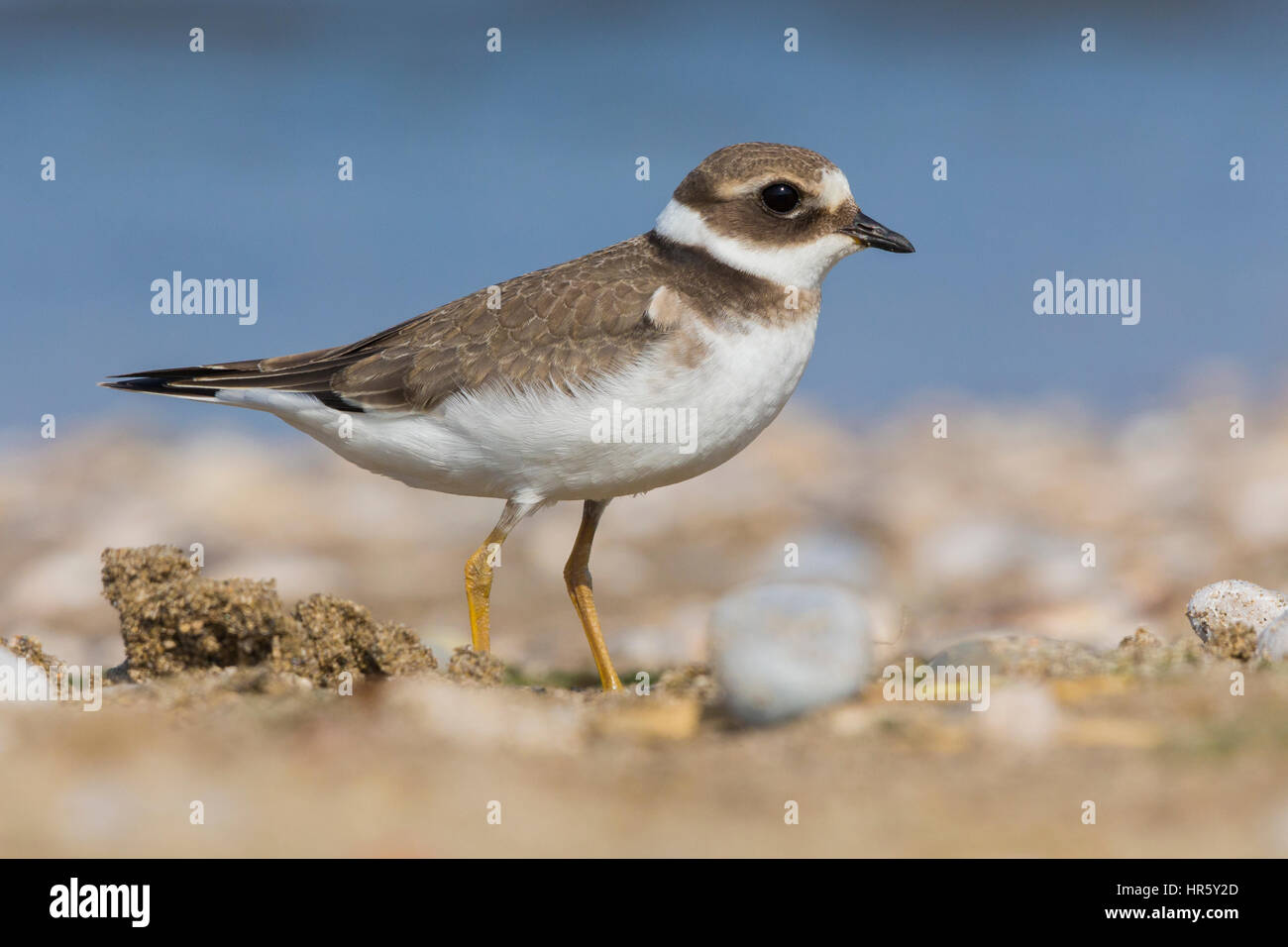 Ringed Plover (Charadrius hiaticula), juvenile standing on the ground ...