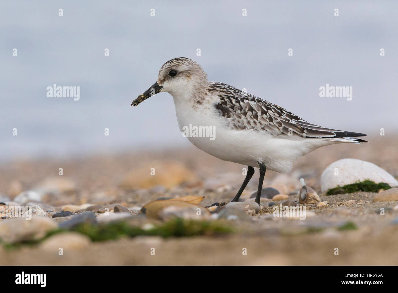 Sanderlings calidris alba on beach hi-res stock photography and images ...