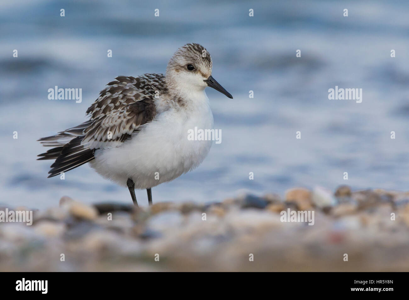 Sanderling (Calidris alba), juvenile standing on the ground Stock Photo ...