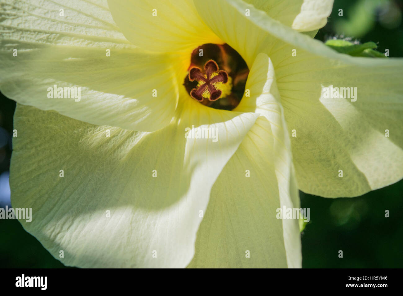 Yellow okra flower hi-res stock photography and images - Alamy