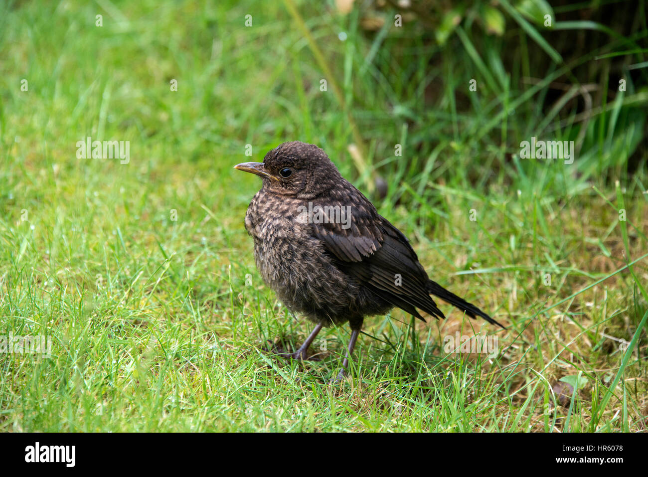 Young common blackbird hi-res stock photography and images - Alamy