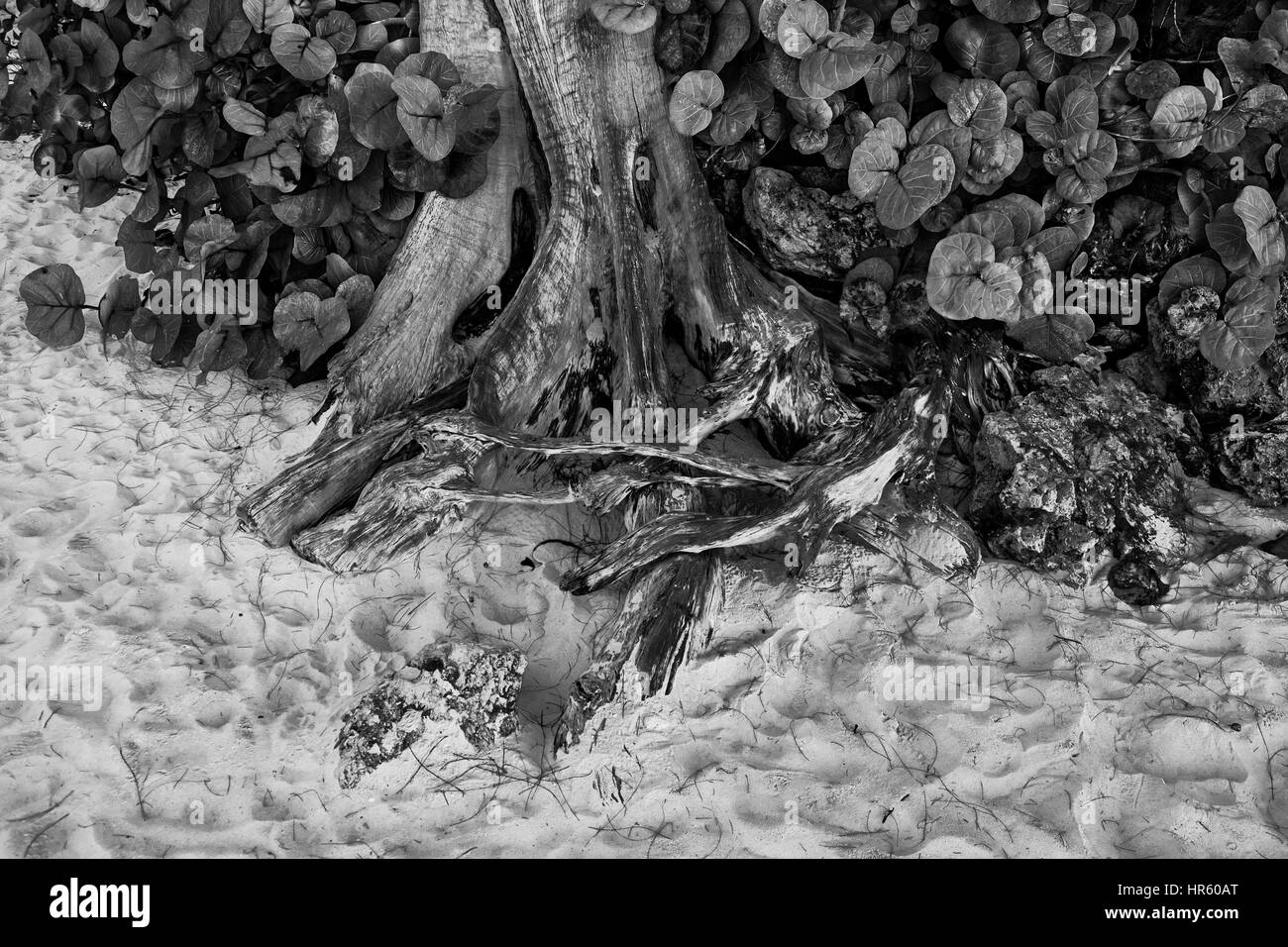 Close up of a tropical tree base on Seven Mile Beach in the Caribbean ...