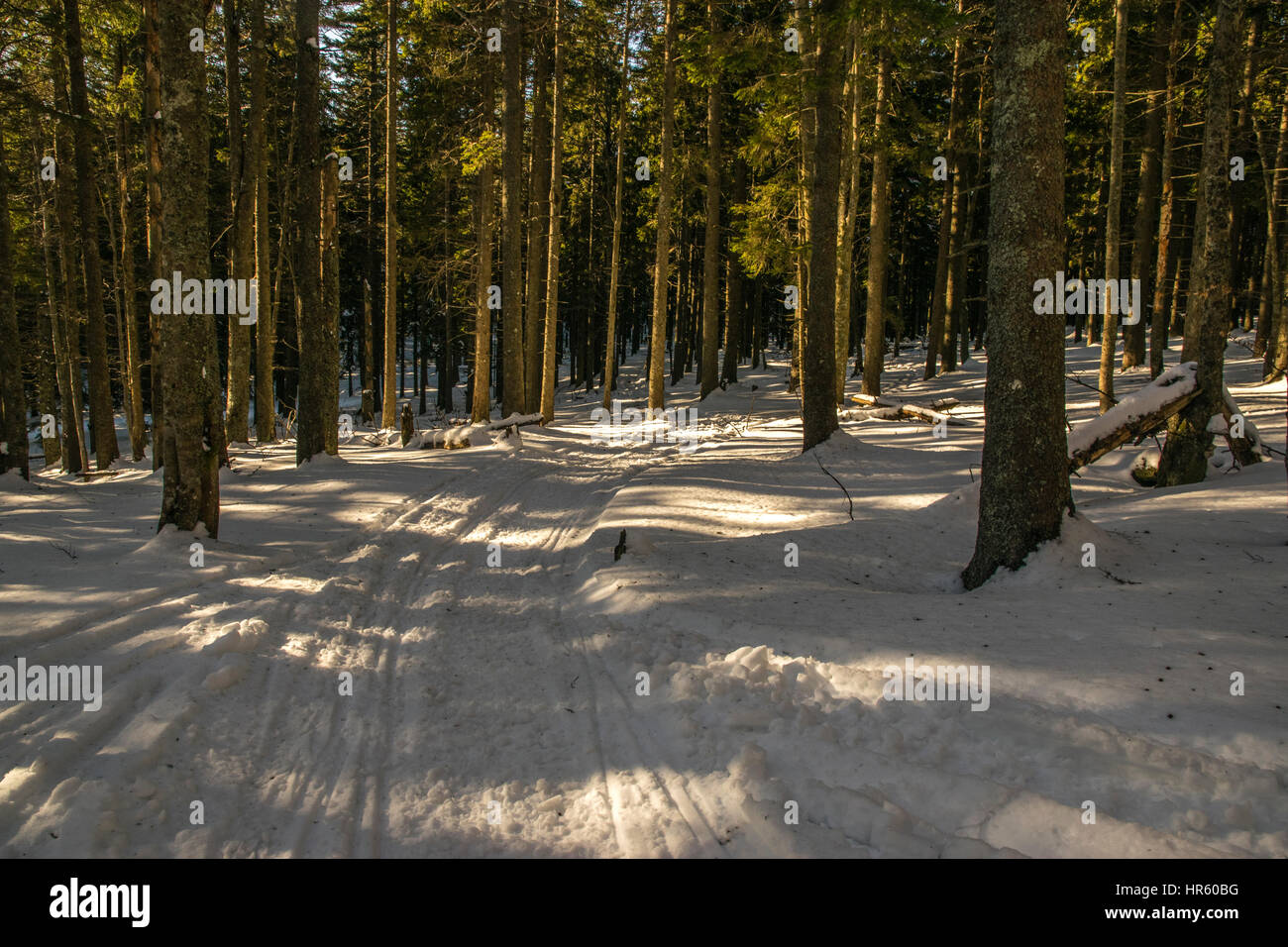 Winter time in forest Stock Photo - Alamy