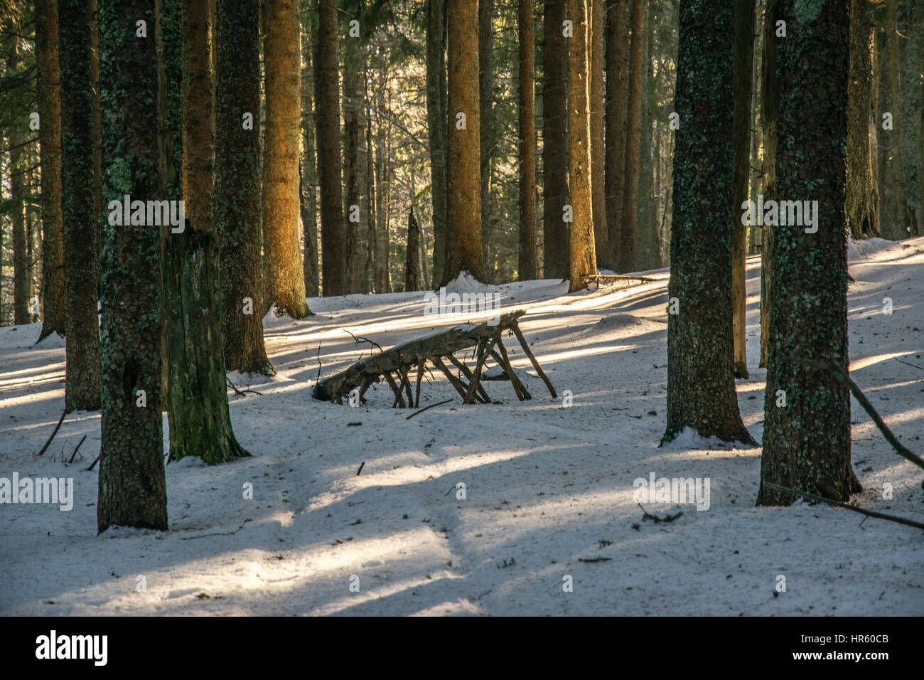 Winter time in forest Stock Photo - Alamy