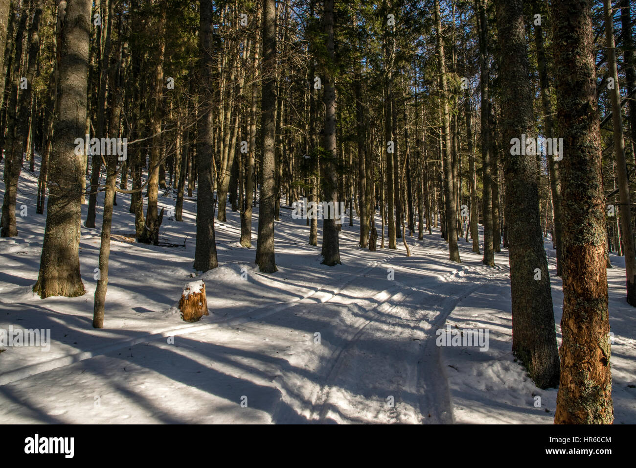Winter time in forest Stock Photo - Alamy