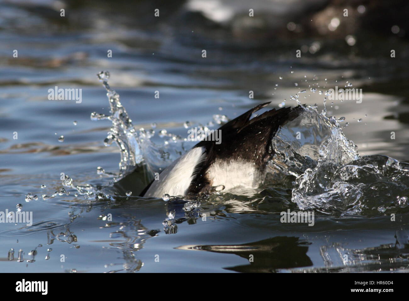 Tufted duck diving hi-res stock photography and images - Alamy