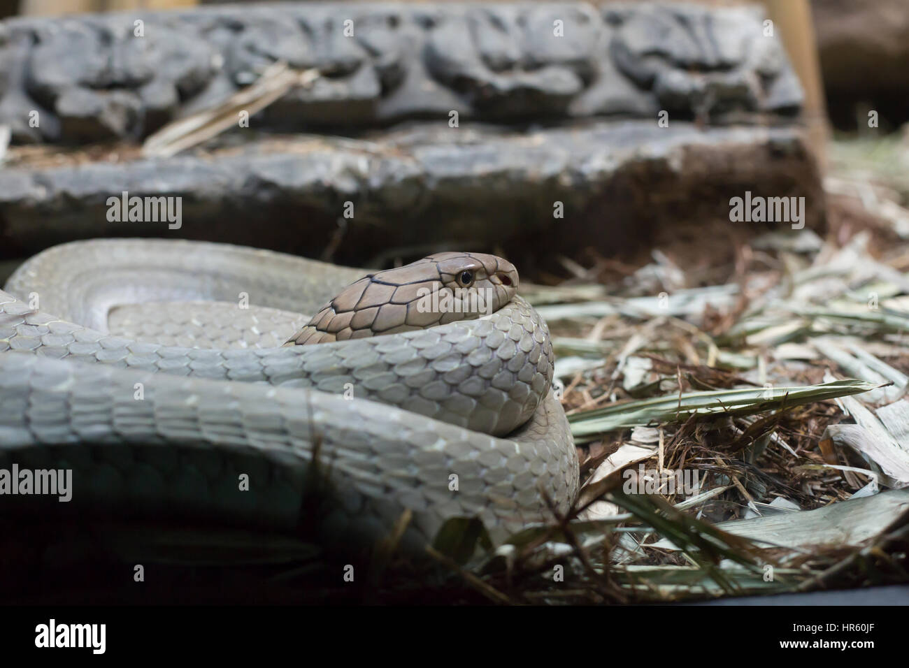 A captive coiled cobra in waiting for prey Stock Photo - Alamy