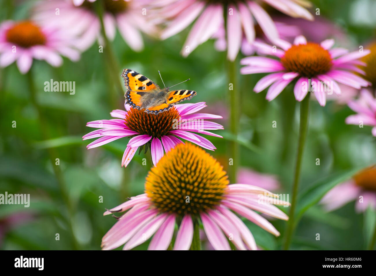 Wonderful nature in spring, Flowers blooming in Pruhonice Park, Czech ...