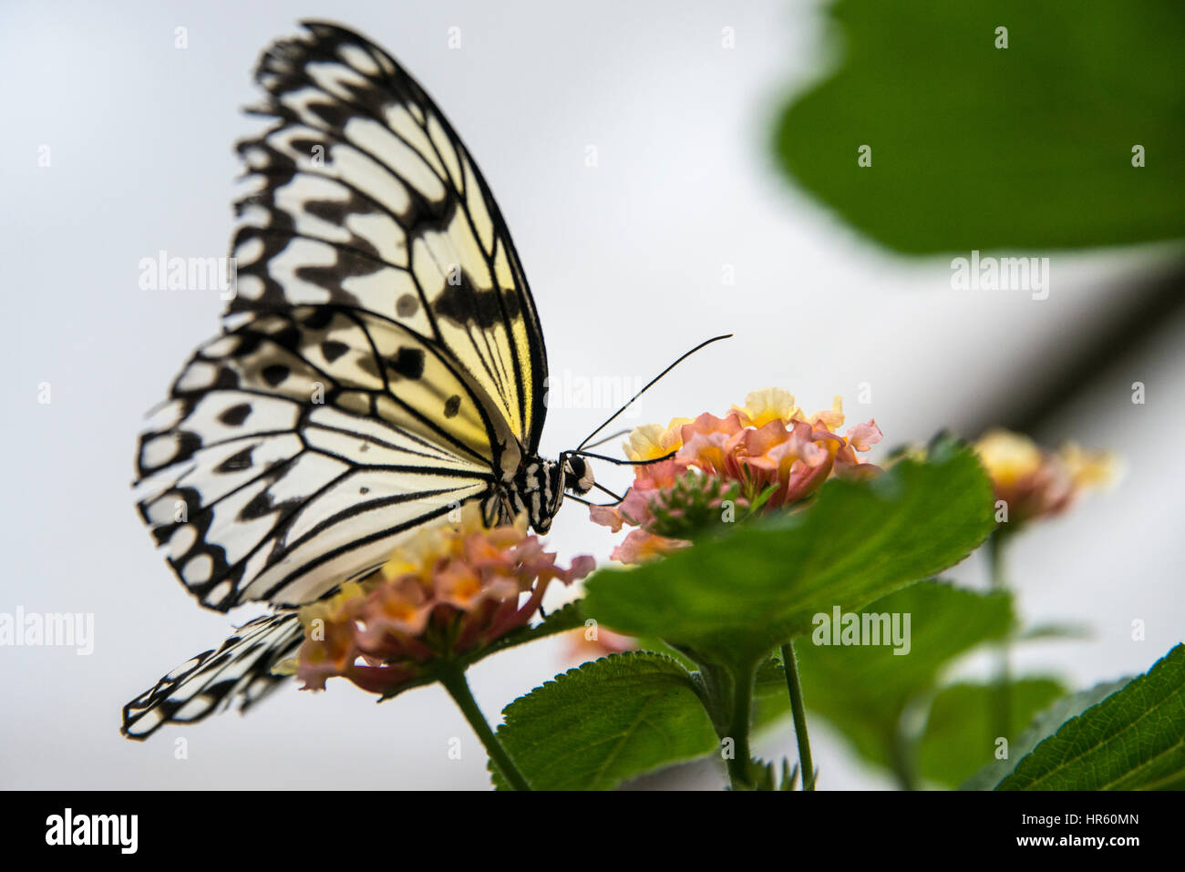 Large Tree Nymph Butterfly on a flower Stock Photo - Alamy