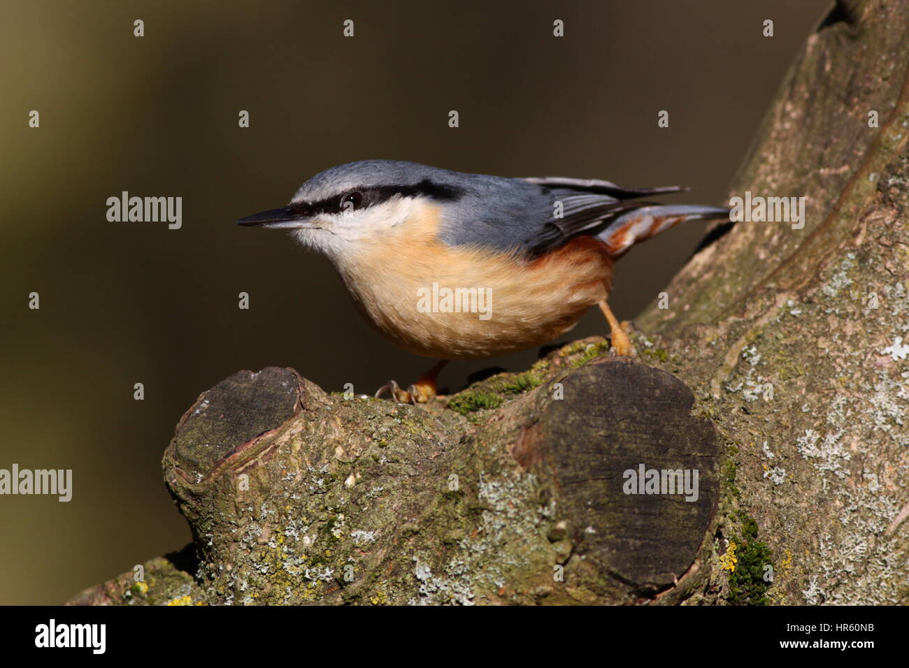 Mknhs hi-res stock photography and images - Alamy