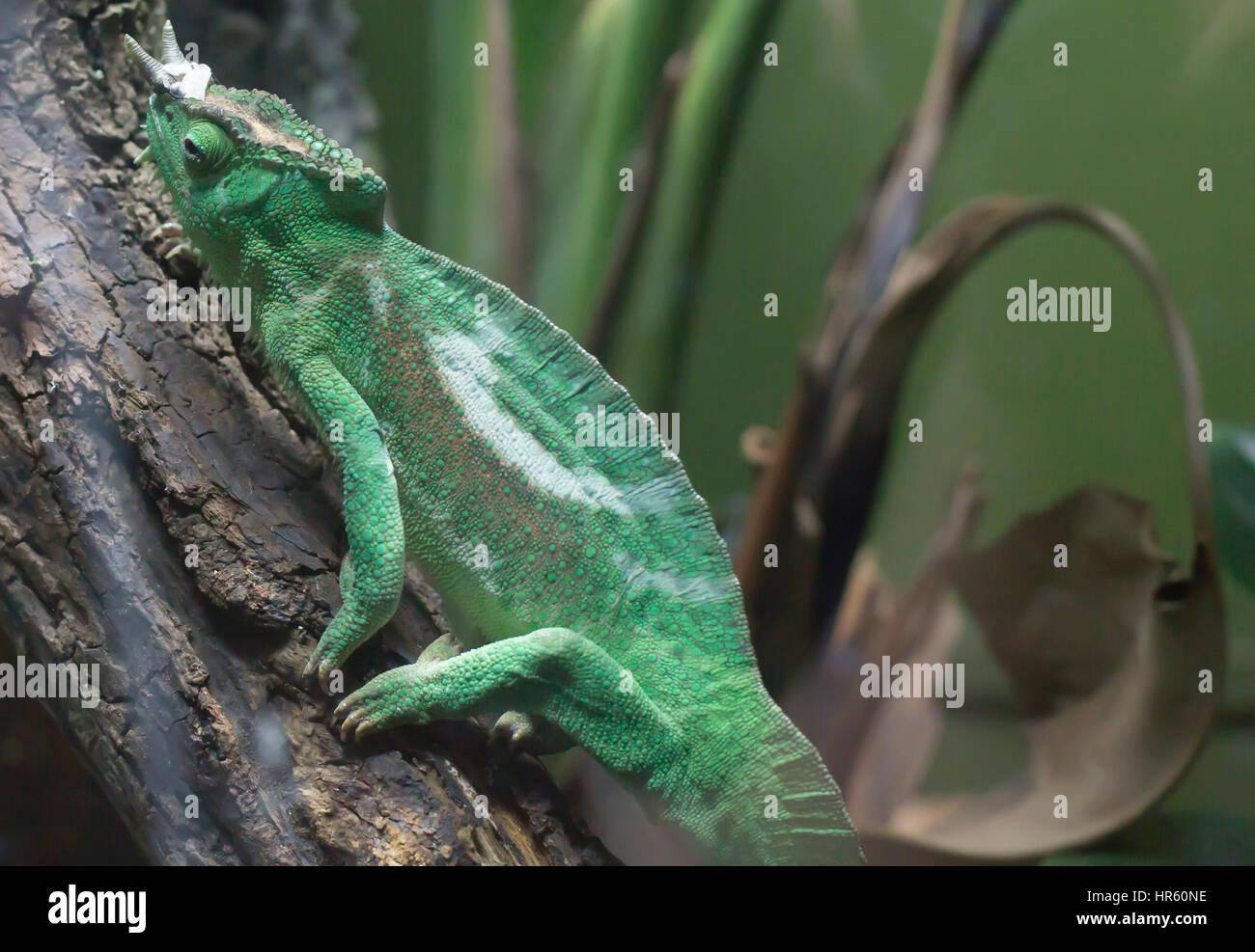 Jacksons three horned chameleon hi-res stock photography and images - Alamy