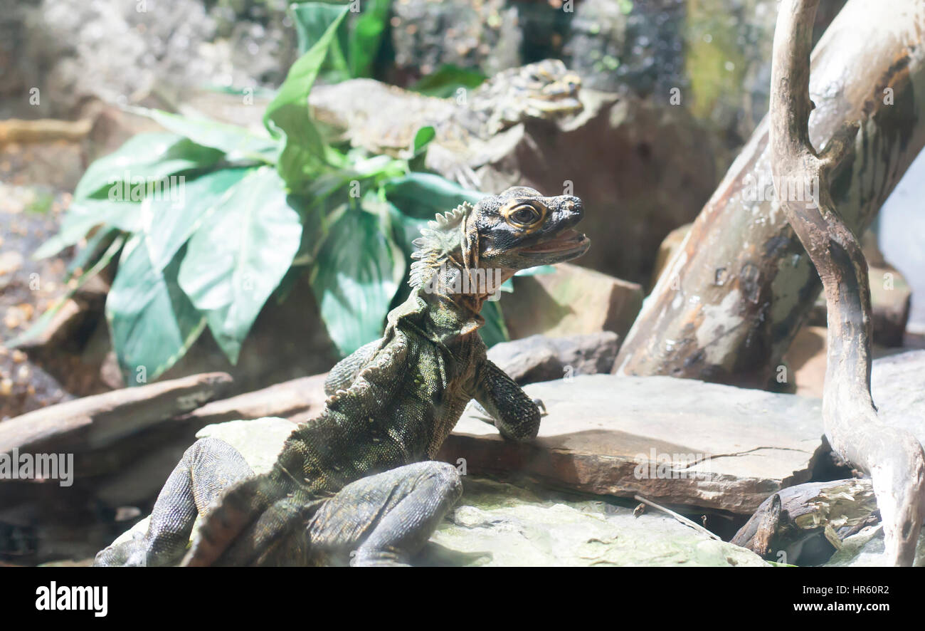 Philippine sailfin lizard (Hydrosaurus pustulatus), also called a ...
