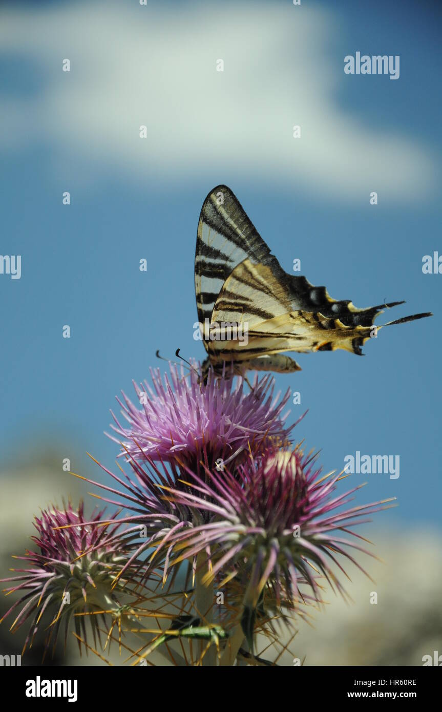 A butterfly is pollinating a flower. This pictures was taken in Spain ...