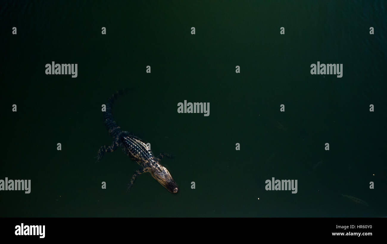 Gator swamp hi-res stock photography and images - Alamy
