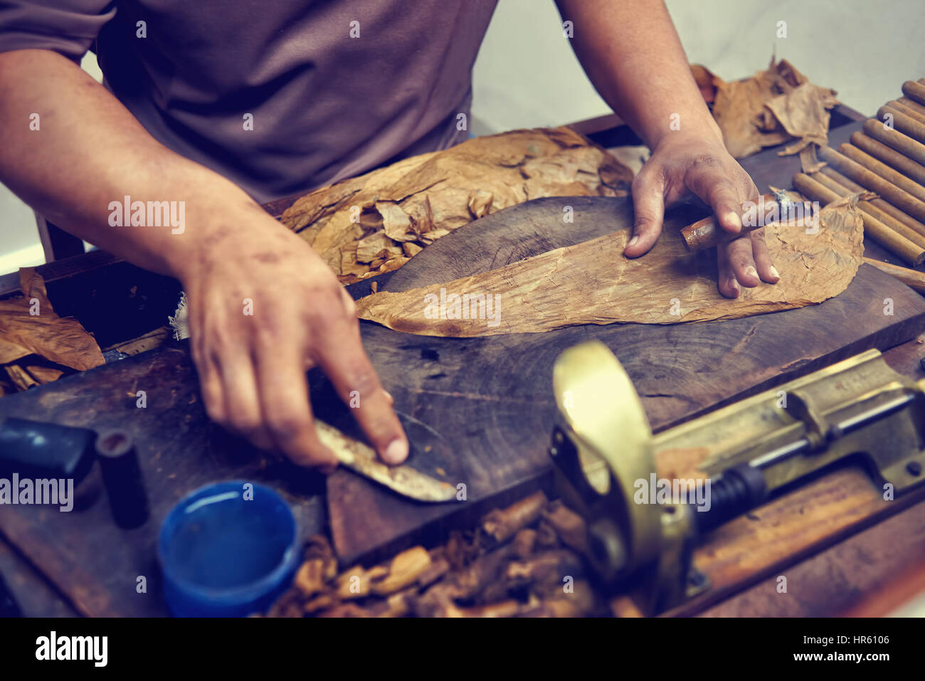 Closeup of hands making cigar from tobacco leaves. Traditional ...