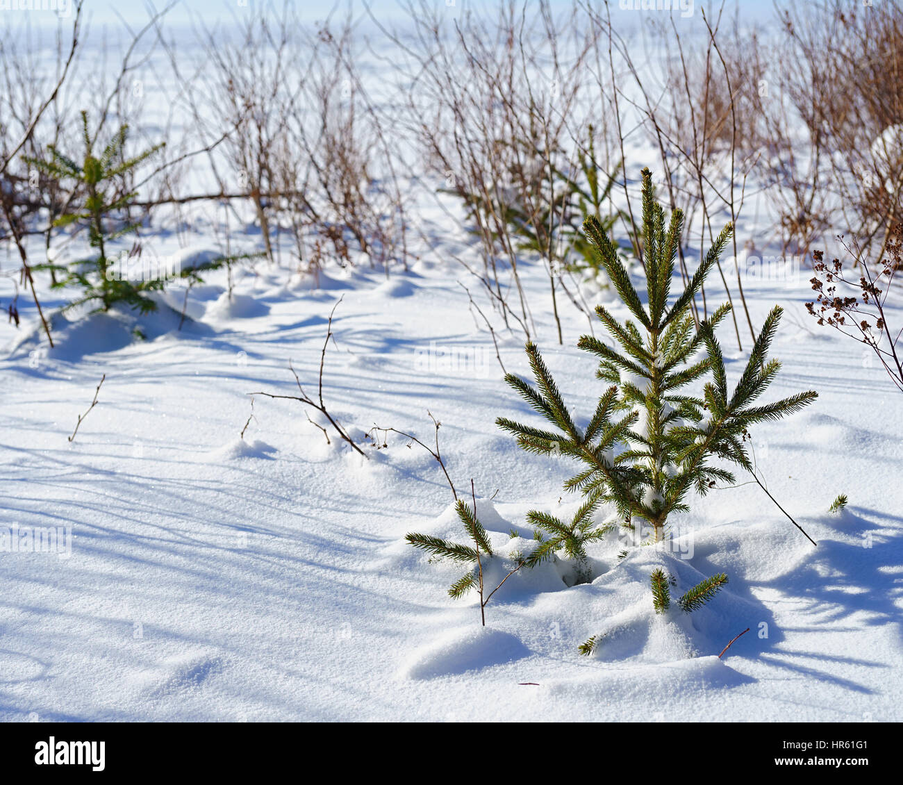 Spruce branches in woods hi-res stock photography and images - Alamy