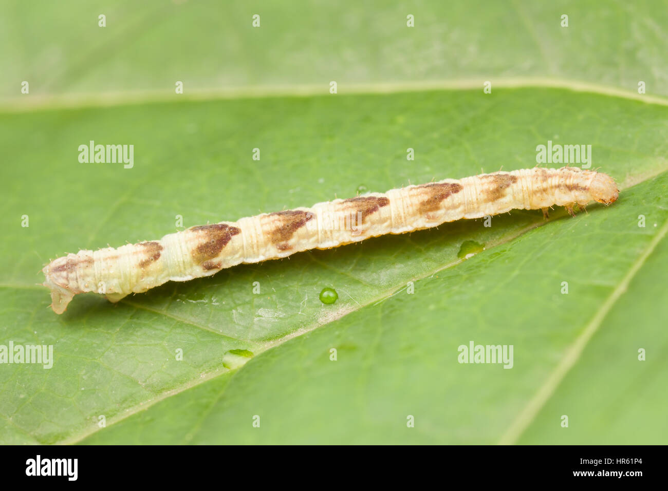 Common Eupithecia Moth (Eupithecia miserulata) caterpillar (larva Stock ...