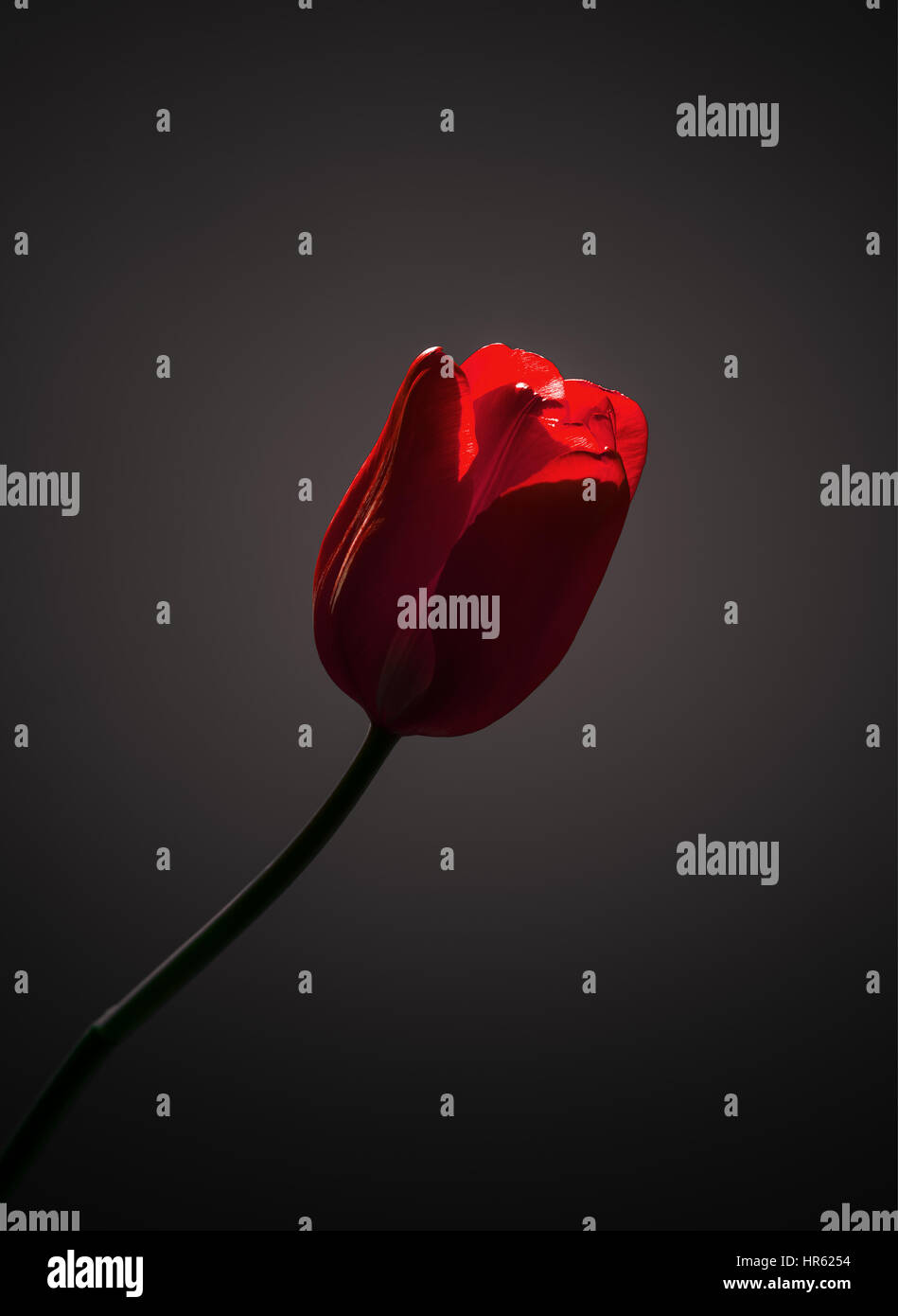 Classic tulip flower hi-res stock photography and images - Alamy