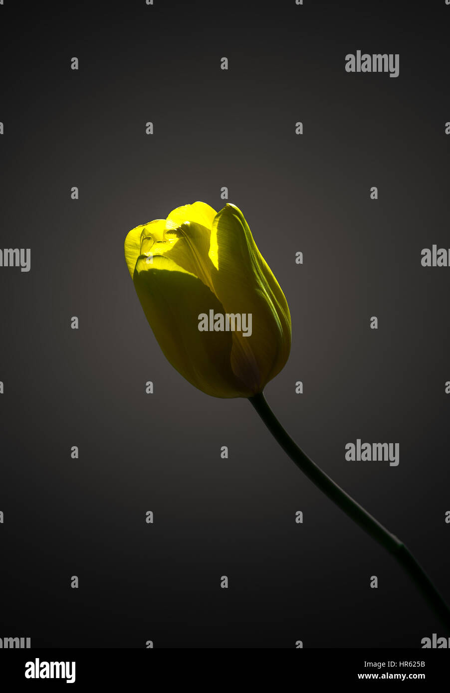 Lone tulip hi-res stock photography and images - Alamy