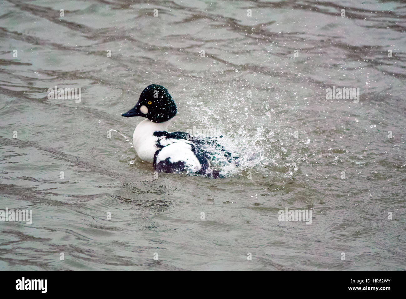 Common Goldeneye male on the water Stock Photo - Alamy