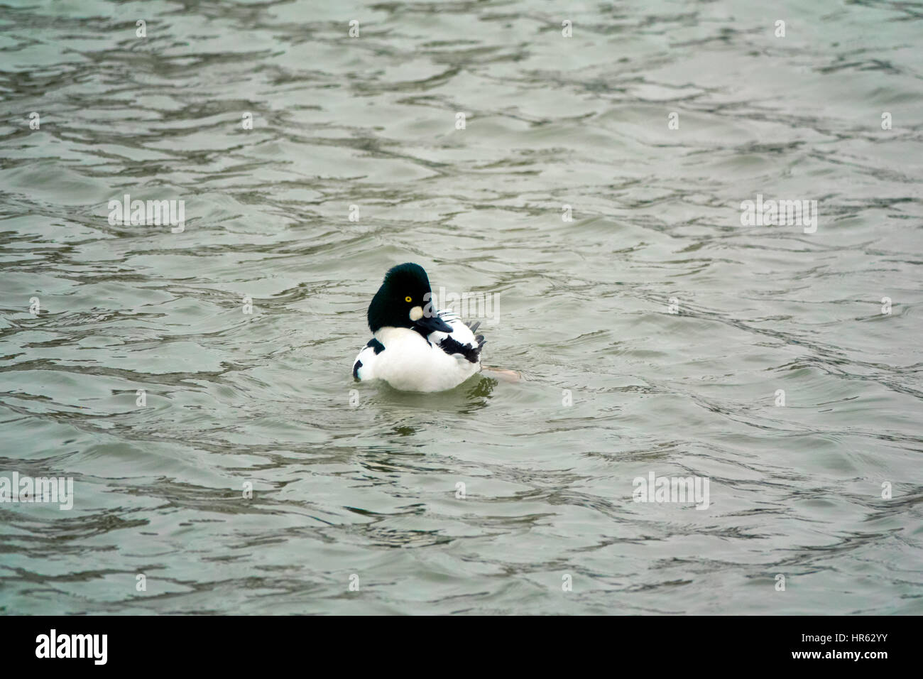 Common Goldeneye male on the water Stock Photo - Alamy