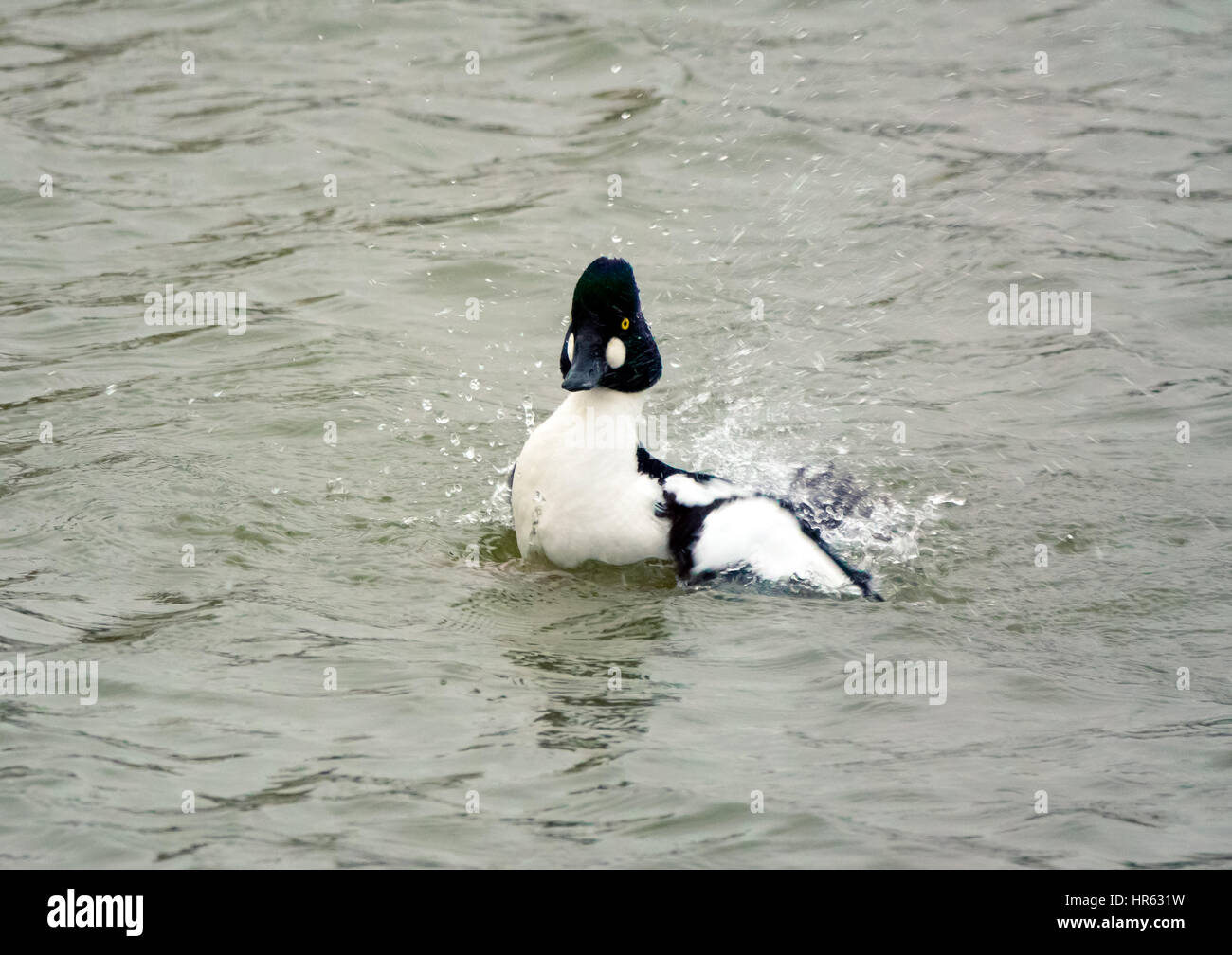 Common Goldeneye male on the water Stock Photo - Alamy