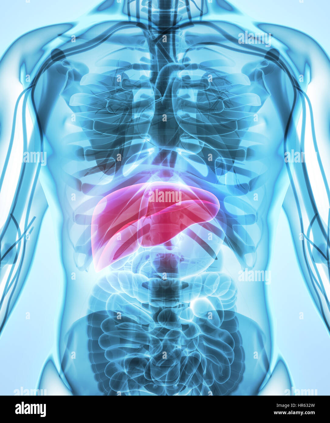 3D illustration of Liver - Part of Digestive System Stock Photo - Alamy