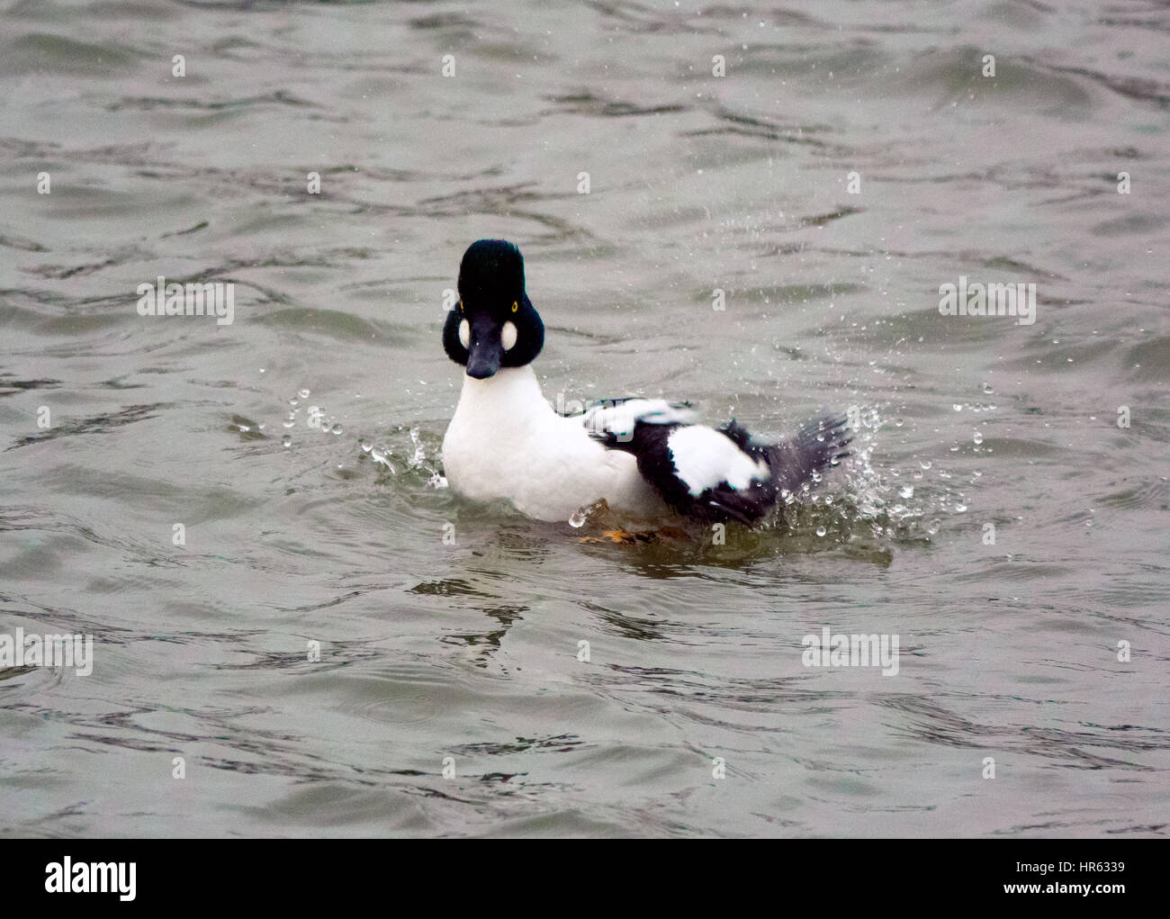 Common Goldeneye male on the water Stock Photo - Alamy
