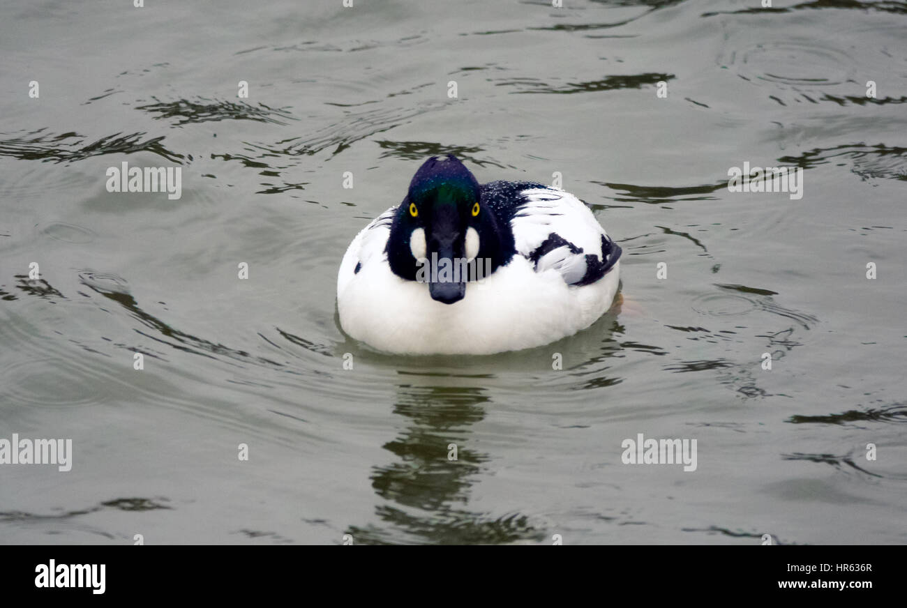 Common Goldeneye male on the water Stock Photo - Alamy