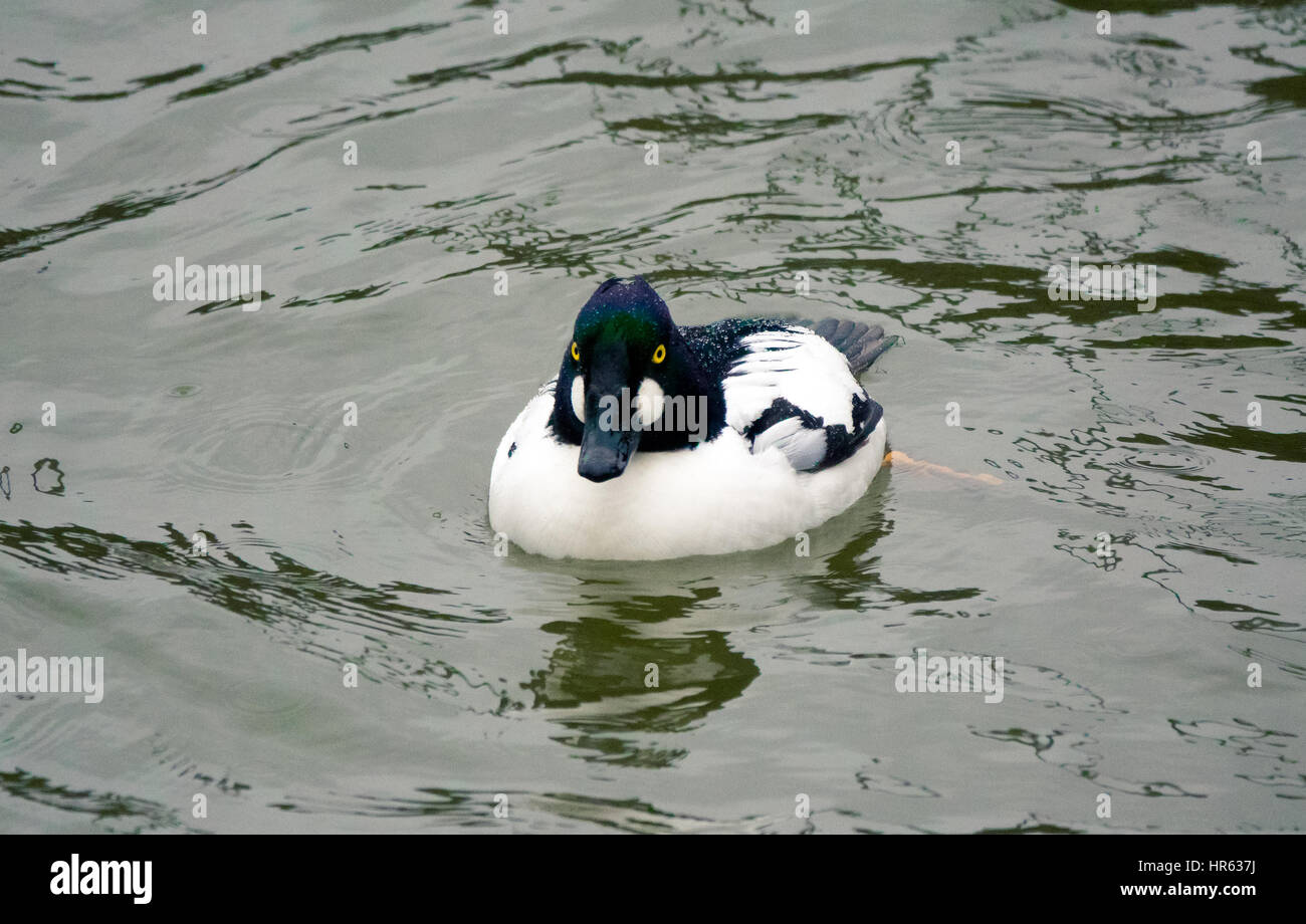 Common Goldeneye male on the water Stock Photo - Alamy