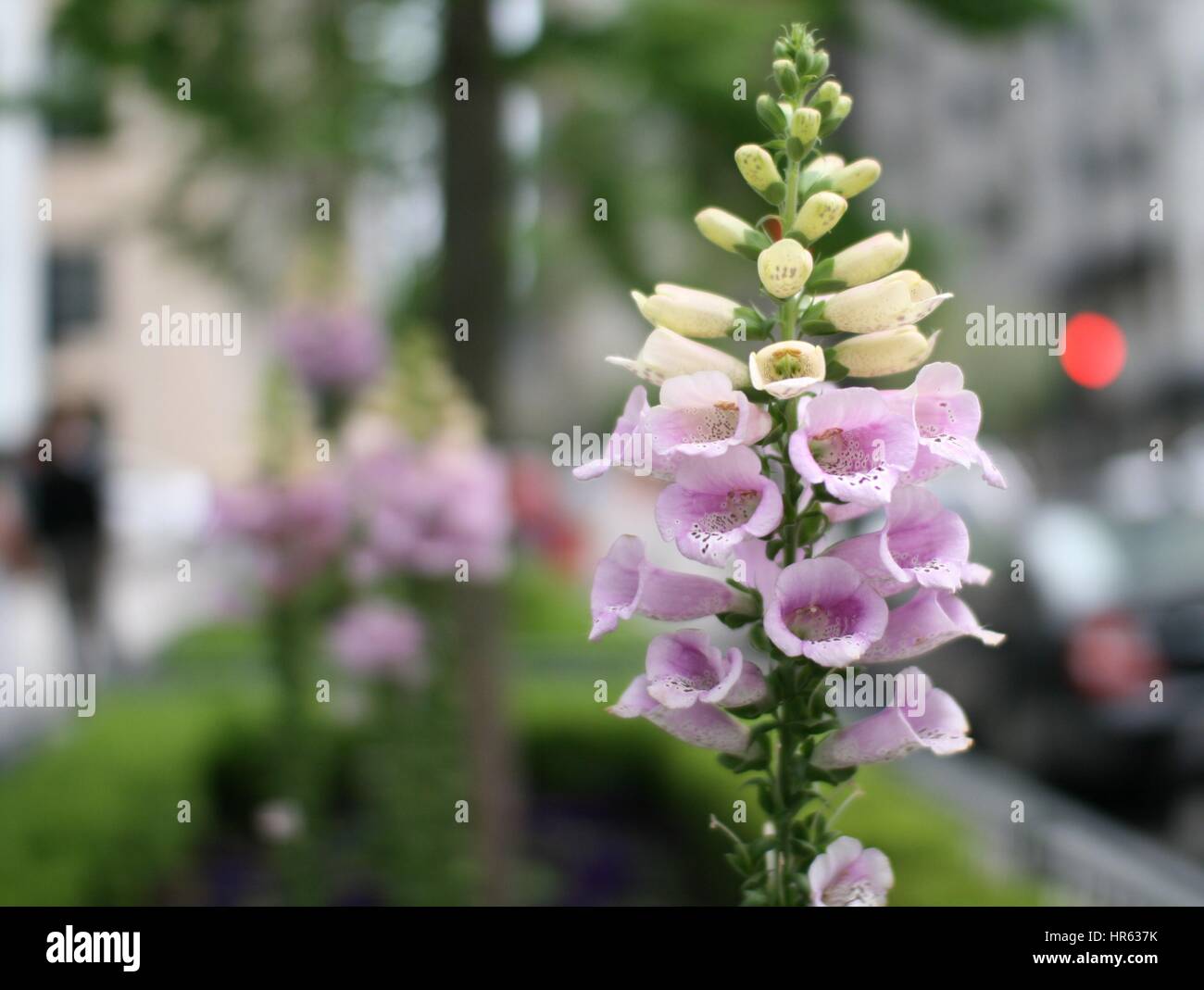 Flor Em Sinos Bell Flower on Chicago Sidewalk Stock Photo - Alamy