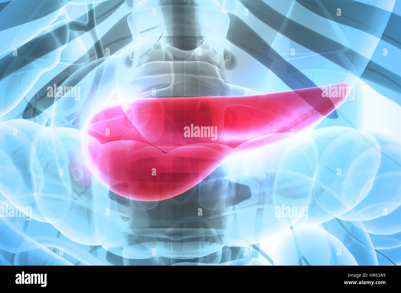 3D illustration of Pancreas - part of digestive system, medical concept ...