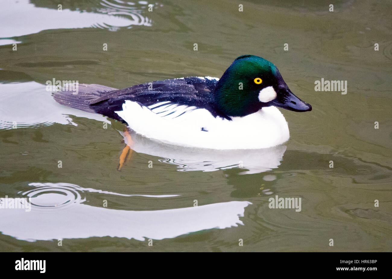 Common Goldeneye male on the water Stock Photo - Alamy