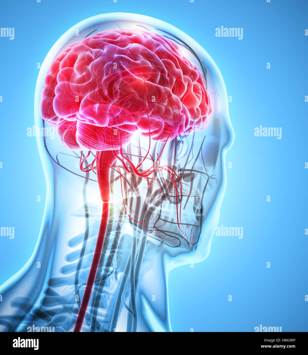 Human Internal Organic - Human Brain, 3D illustration medical concept ...