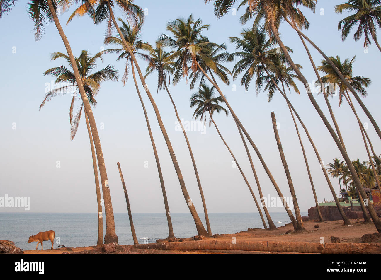 Goa cow hi-res stock photography and images - Alamy